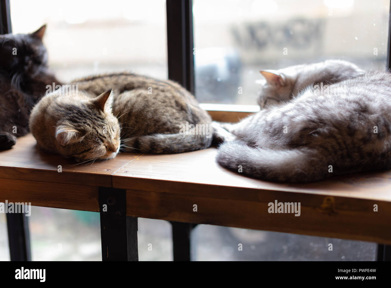 A Sleeping cat on the desk with face closeup Stock Photo - Alamy
