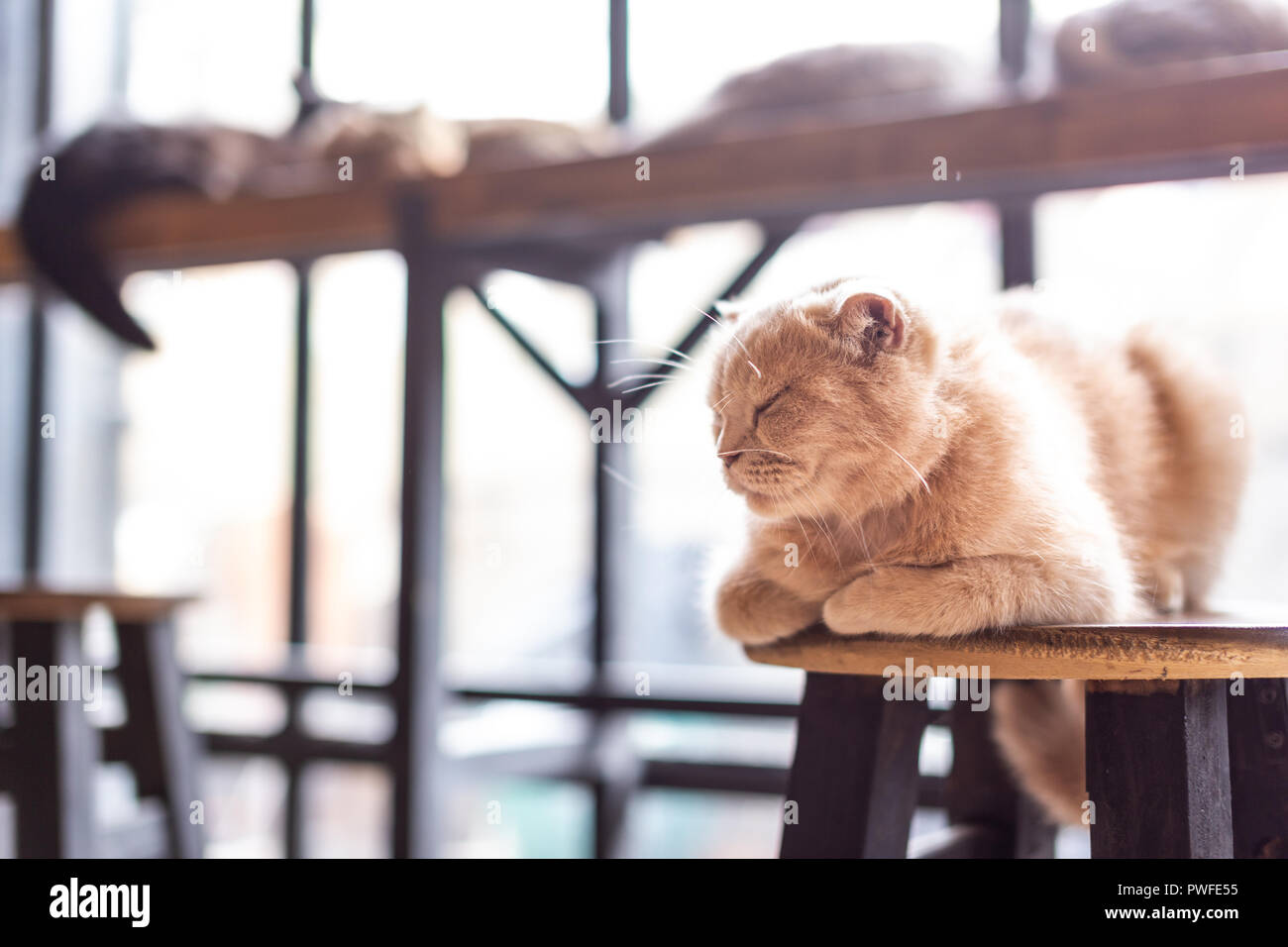A Sleeping cat on the desk with face closeup Stock Photo - Alamy