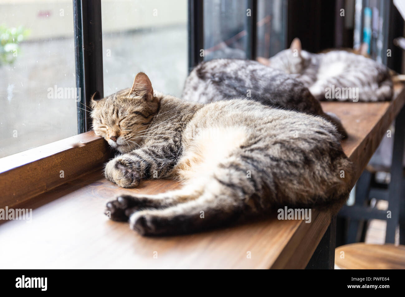 A Sleeping cat on the desk with face closeup Stock Photo - Alamy
