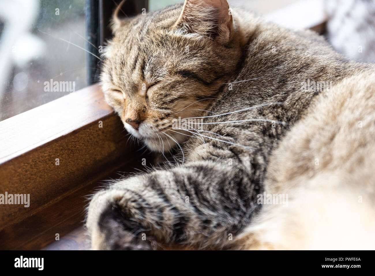 A Sleeping cat on the desk with face closeup Stock Photo - Alamy