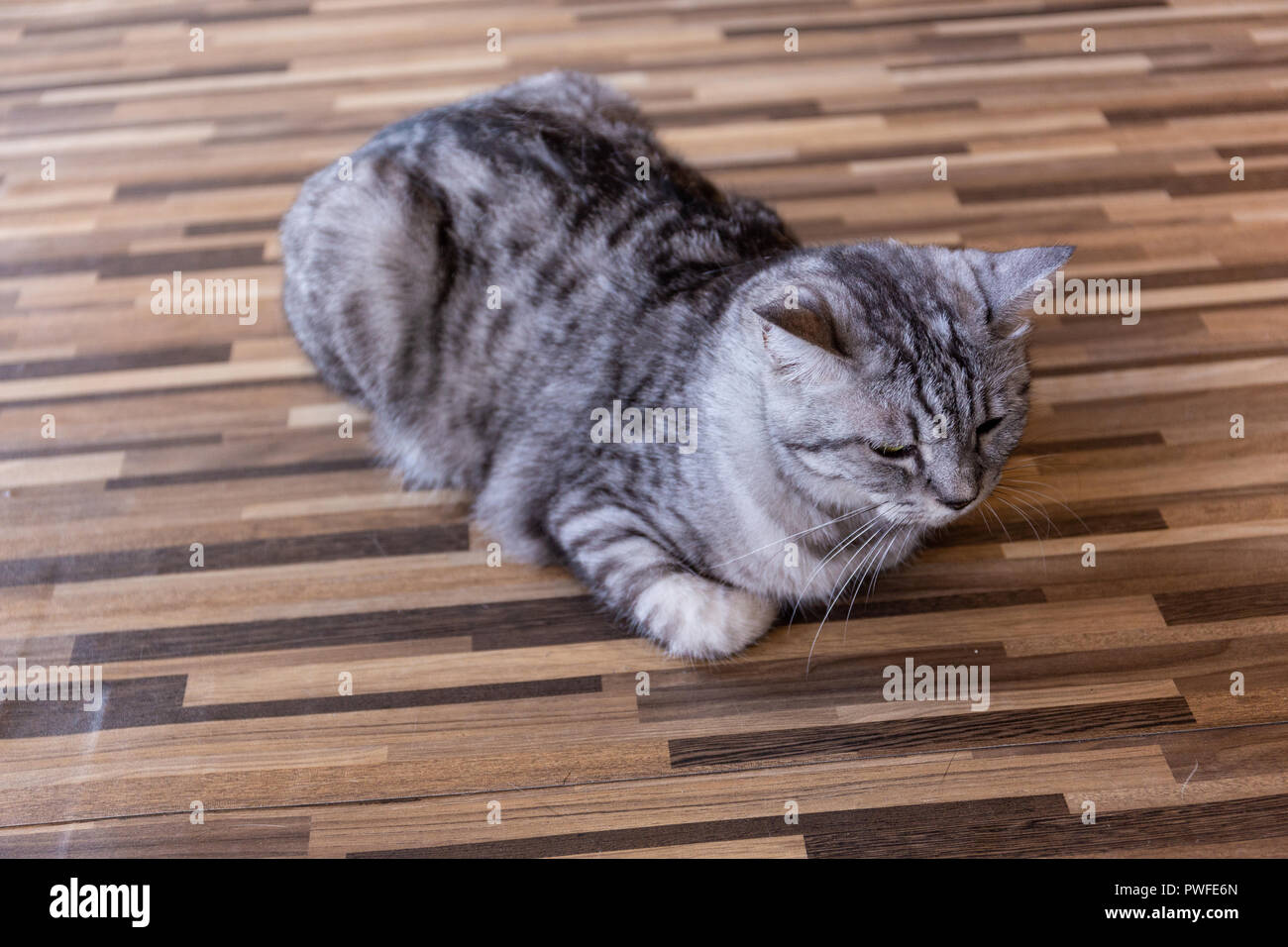 A Sleeping cat on the desk with face closeup Stock Photo - Alamy