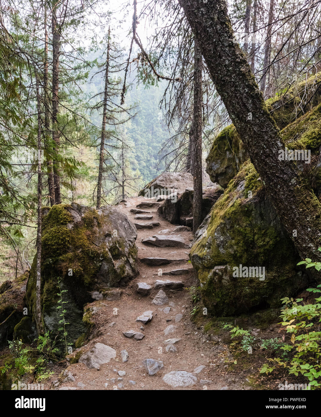 Steps along a forest path in British Columbia, Canada Stock Photo - Alamy