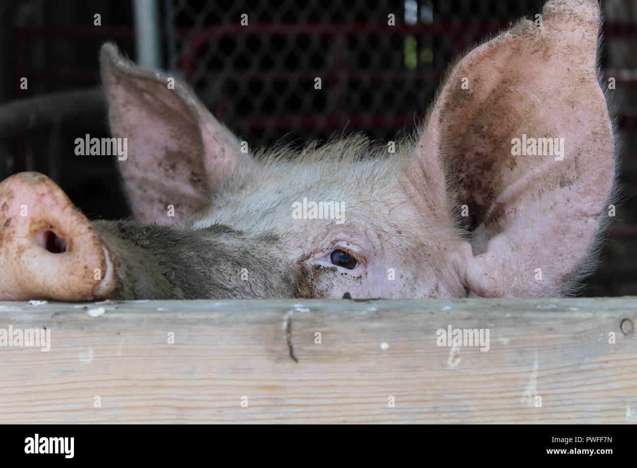 Pig farm barn hi-res stock photography and images - Alamy