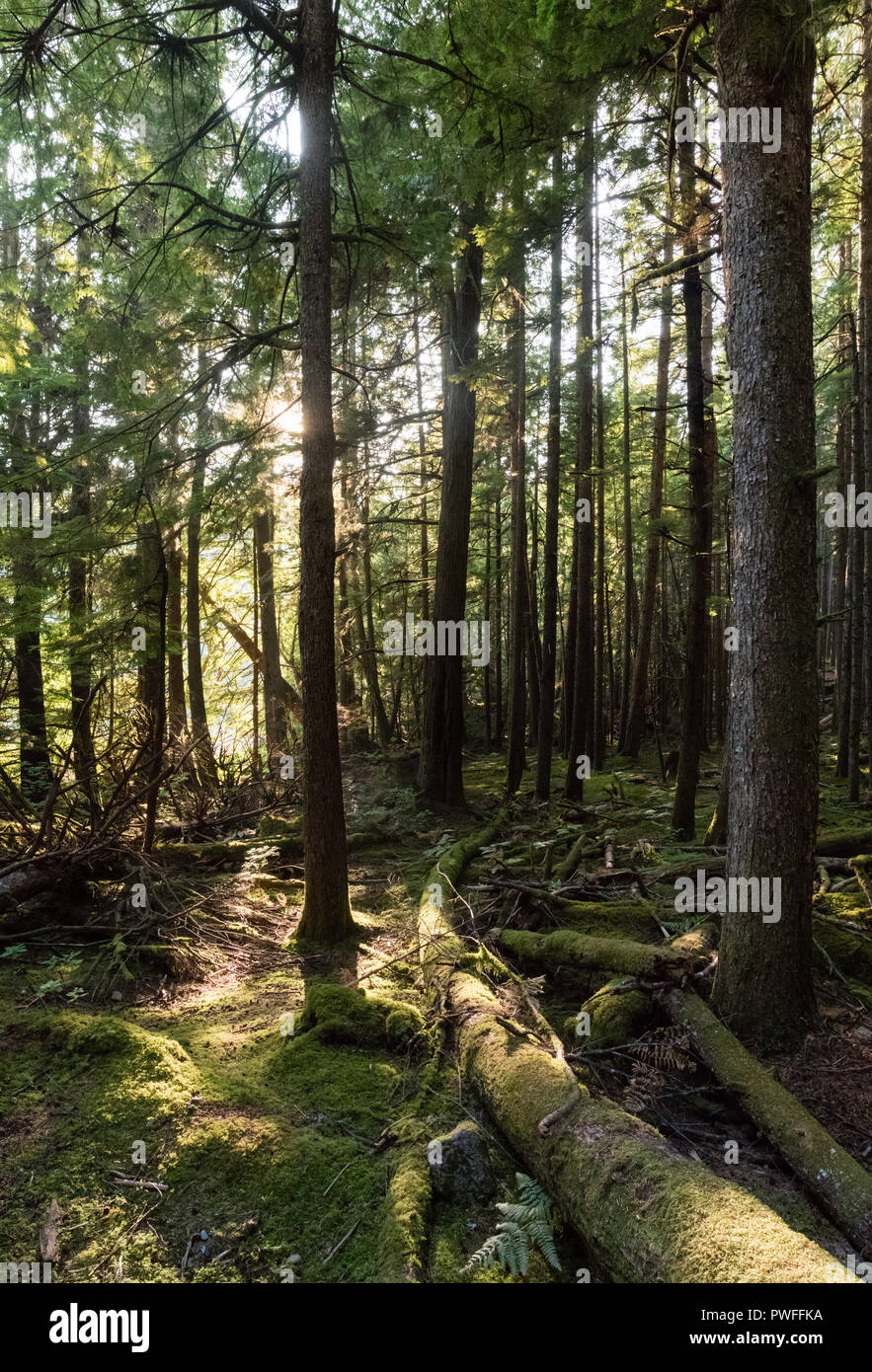 Canada north vancouver forrest trail hi-res stock photography and ...