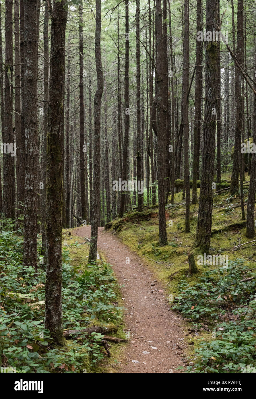 Thick, misty, lush forest scenes in British Columbia, Canada Stock ...