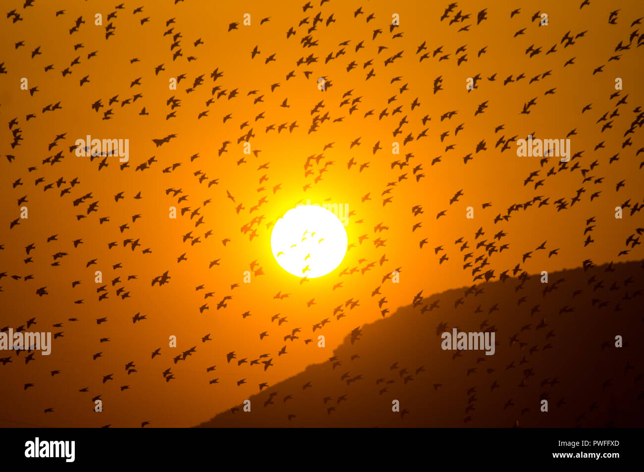 Bird flock mountains hi-res stock photography and images - Alamy