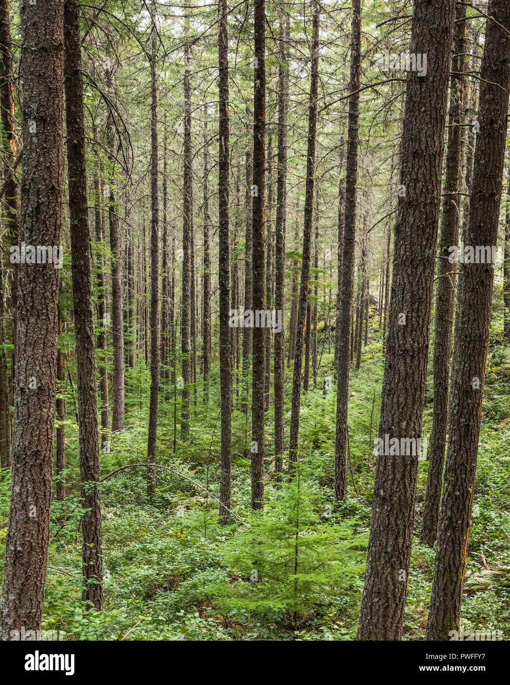 Thick, misty, lush forest scenes in British Columbia, Canada Stock ...