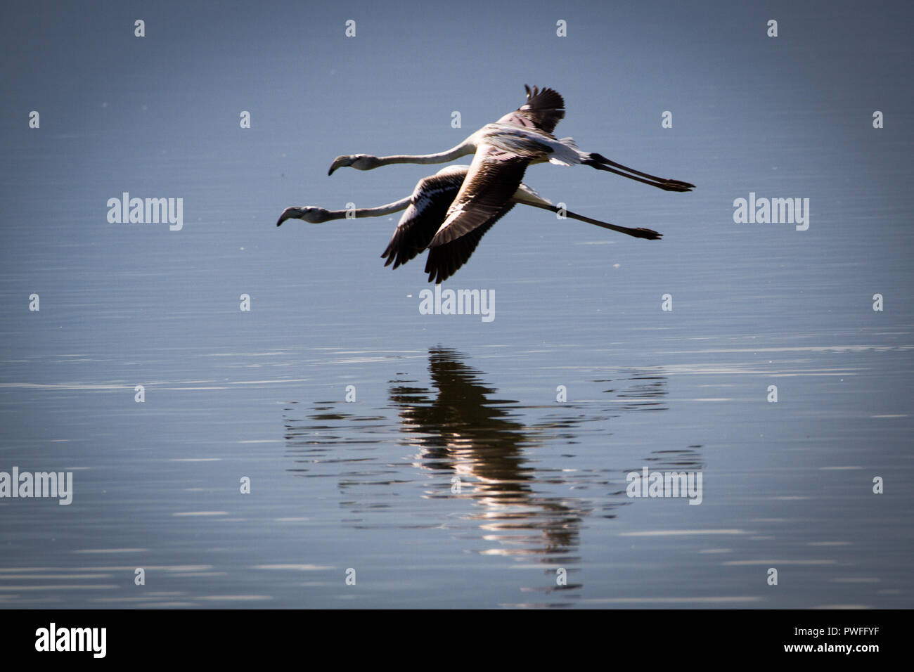 TWO FLAMINGOS FLYING OVER A LAKE IN FORMATION Stock Photo - Alamy