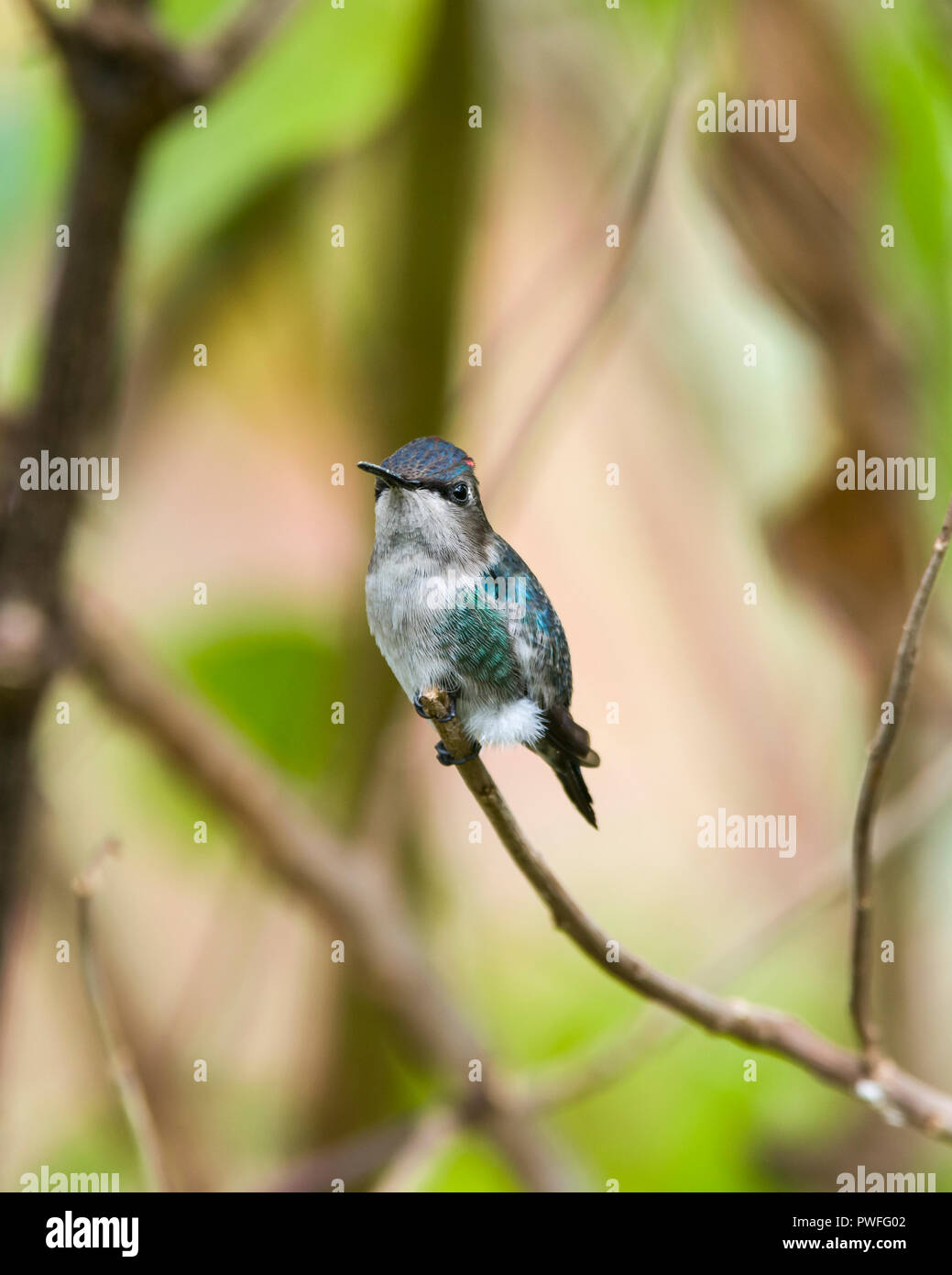 Cuban bee hummingbird hi-res stock photography and images - Alamy