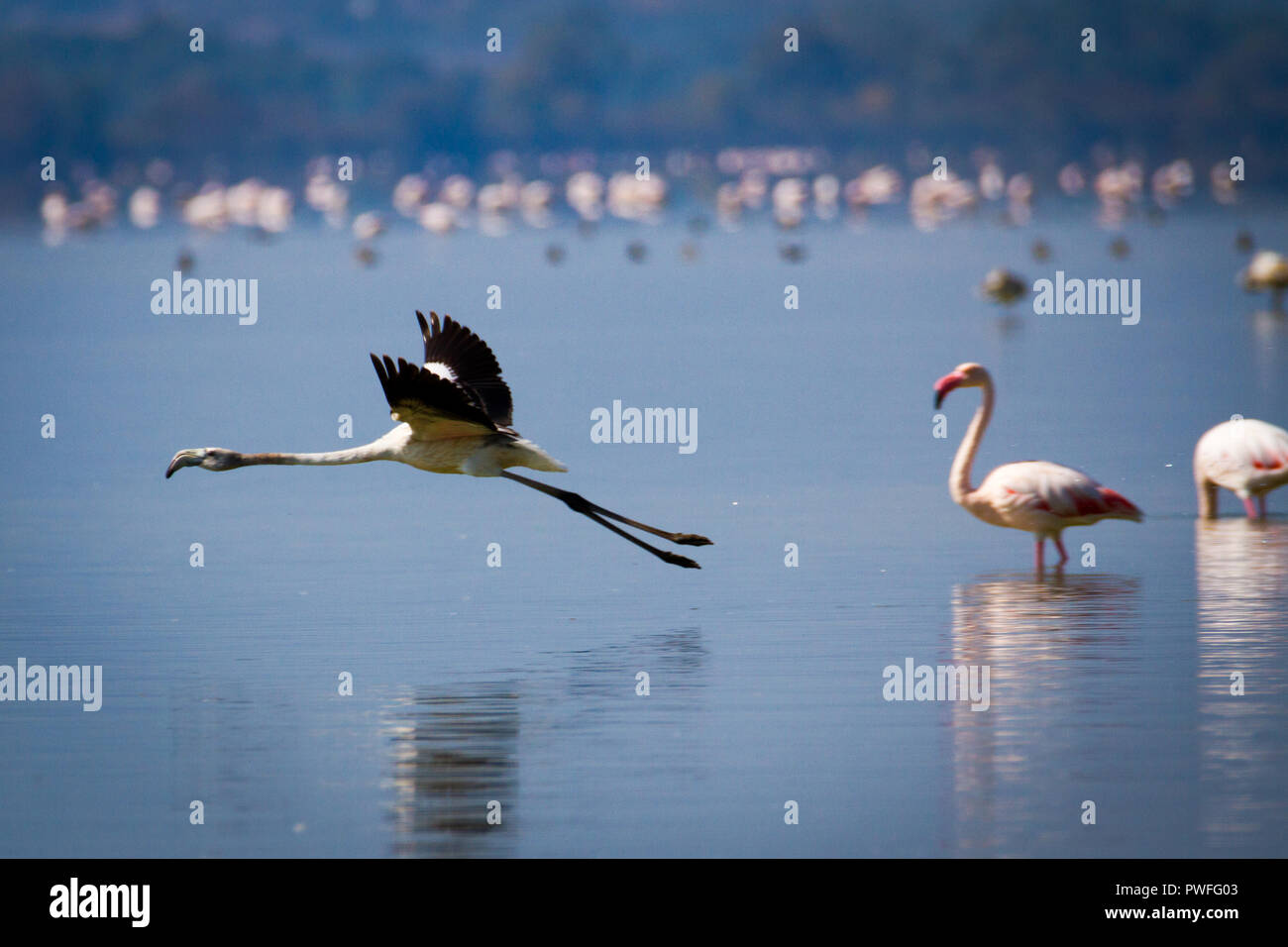 FLAMINGO TAKING OFF INTO A FLIGHT WITH PINK FLAMINGOS IN BACKGROUND ...