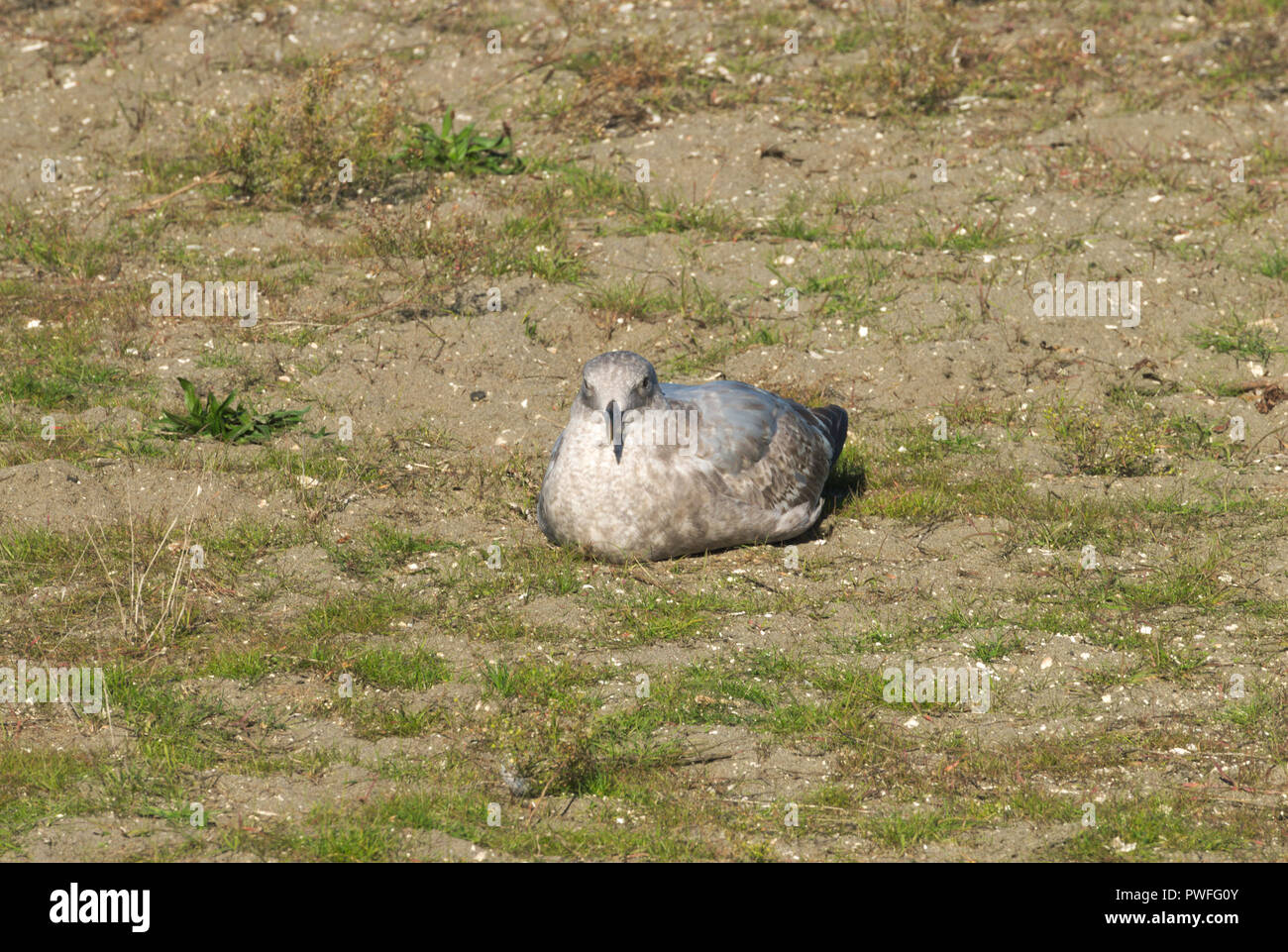 Birds sandy beach animal wildlife hi-res stock photography and images ...