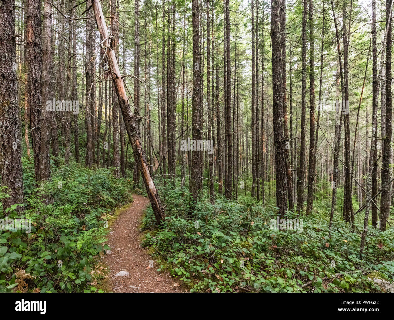 Thick, misty, lush forest scenes in British Columbia, Canada Stock ...