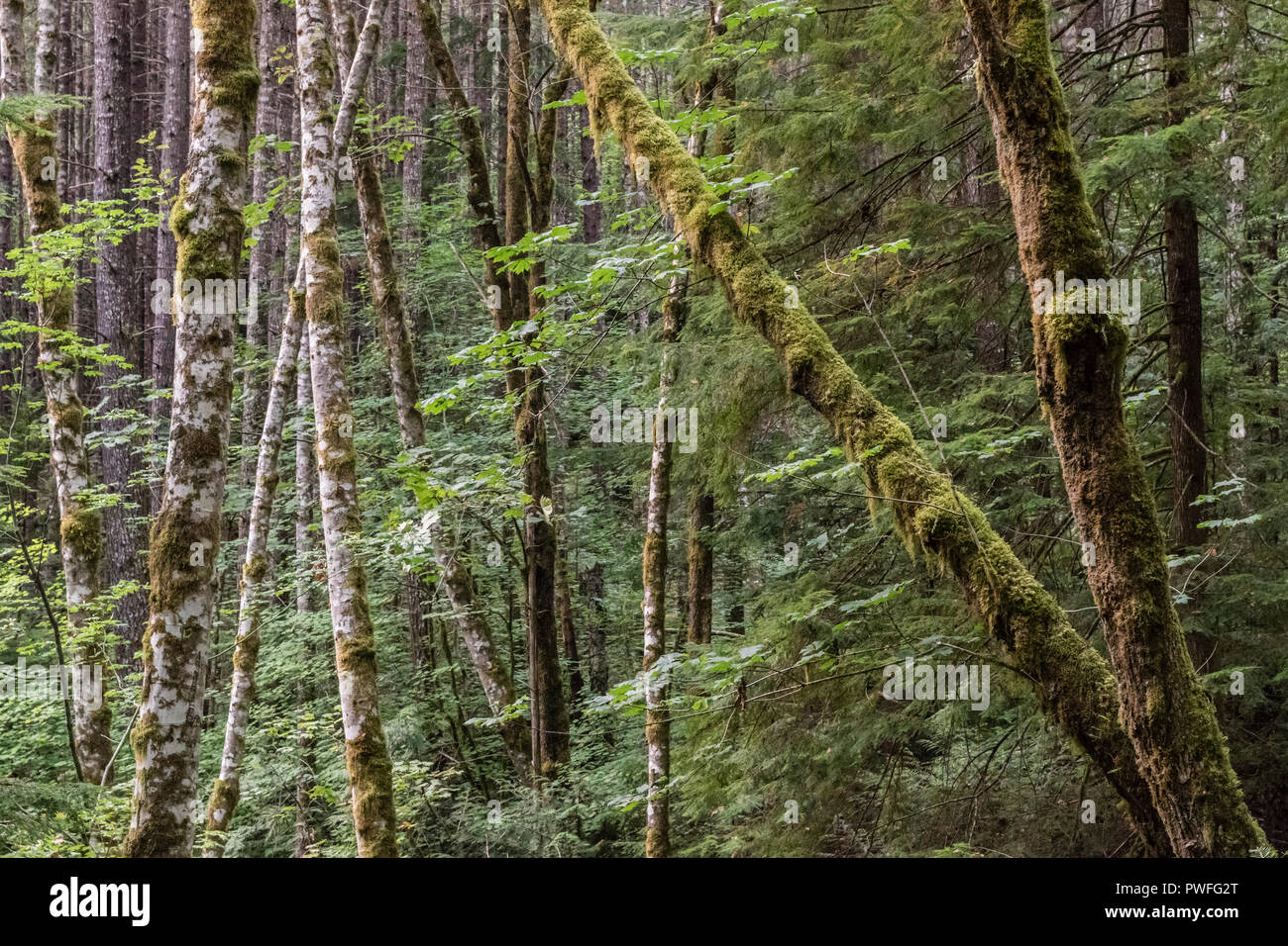 Thick, misty, lush forest scenes in British Columbia, Canada Stock ...