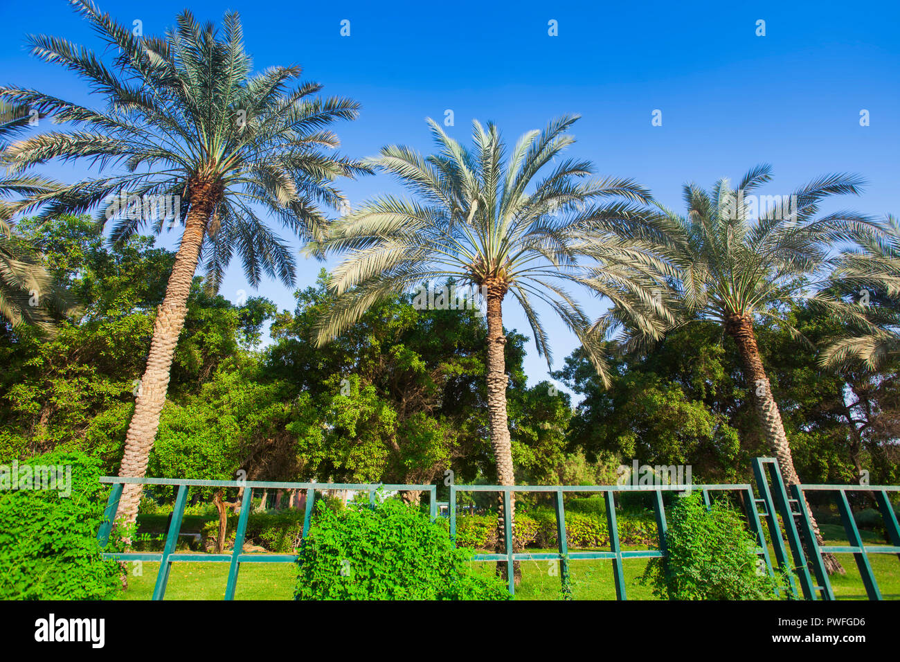 three palm trees in the garden Stock Photo - Alamy