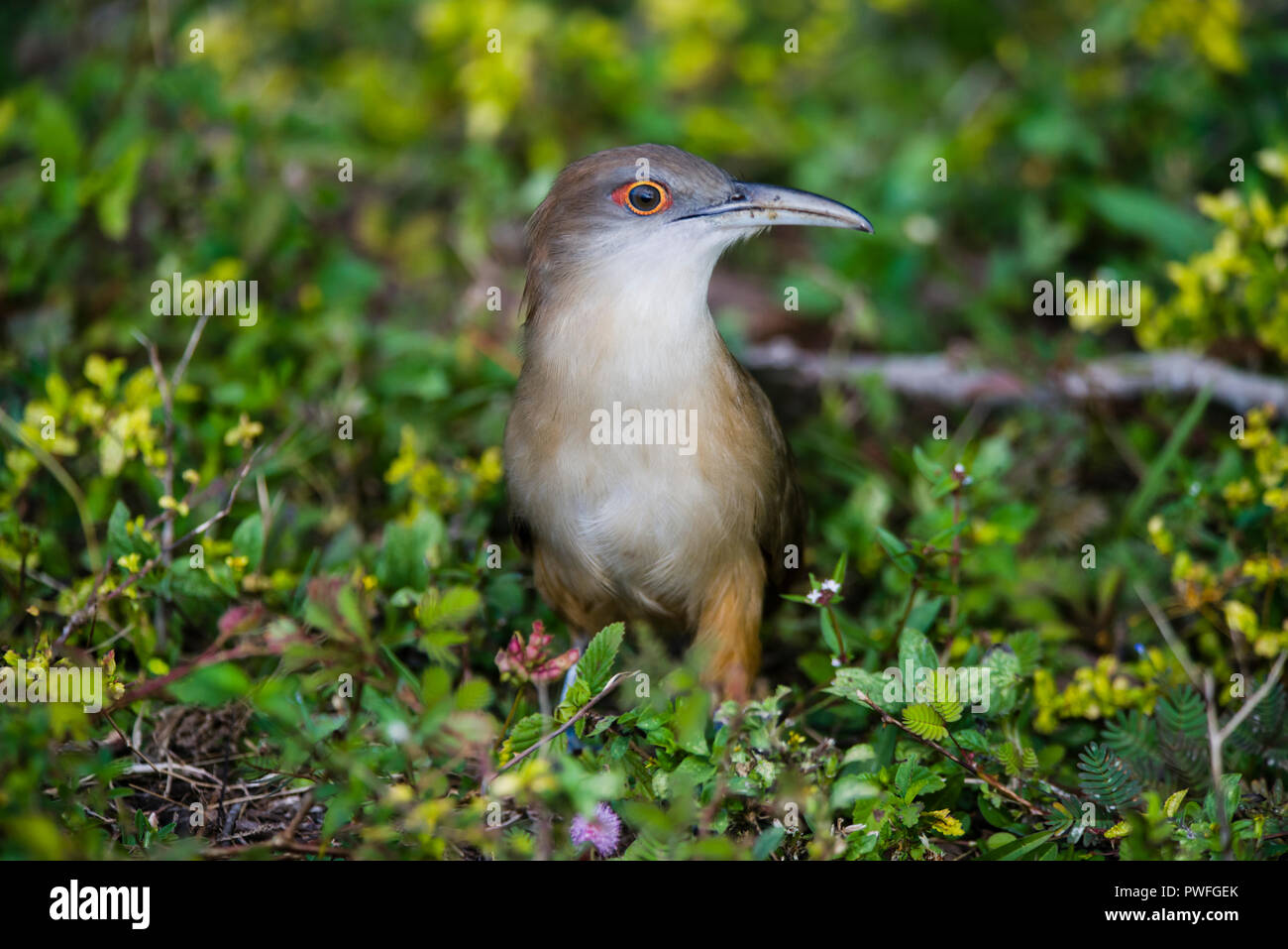 A Great Lizard-Cuckoo (Coccyzus merlini) hunting on the ground for ...