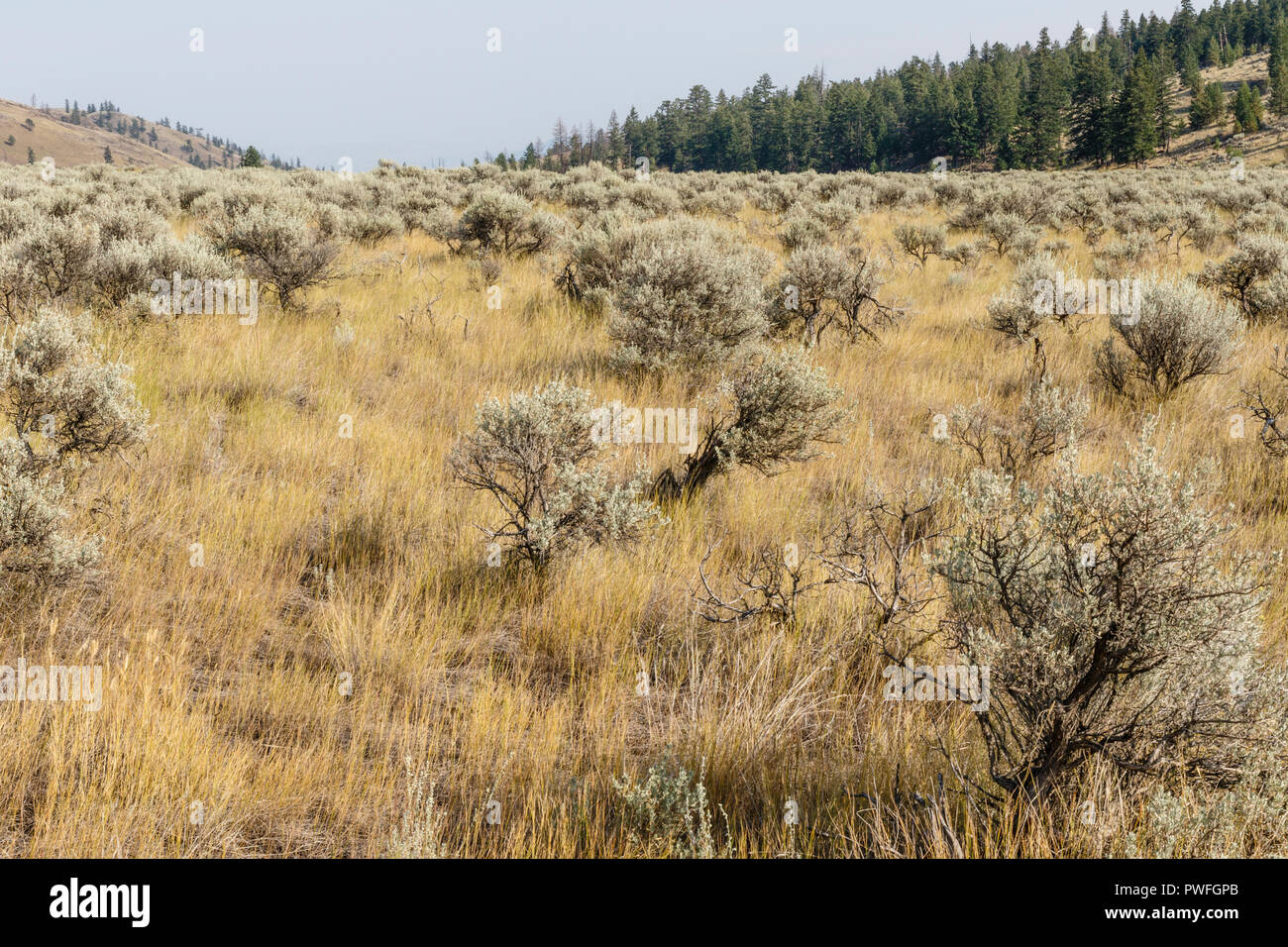 Scenic desert scenery near Kamloops, British Columbia, Canada Stock ...
