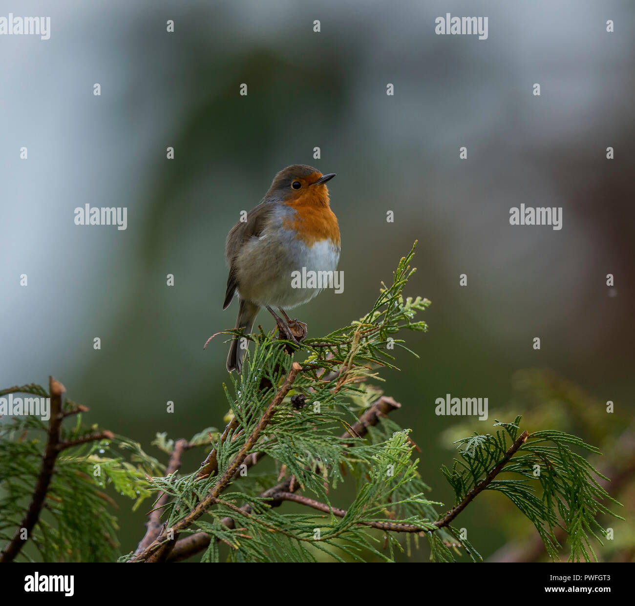 Robin redbreast england female hi-res stock photography and images - Alamy