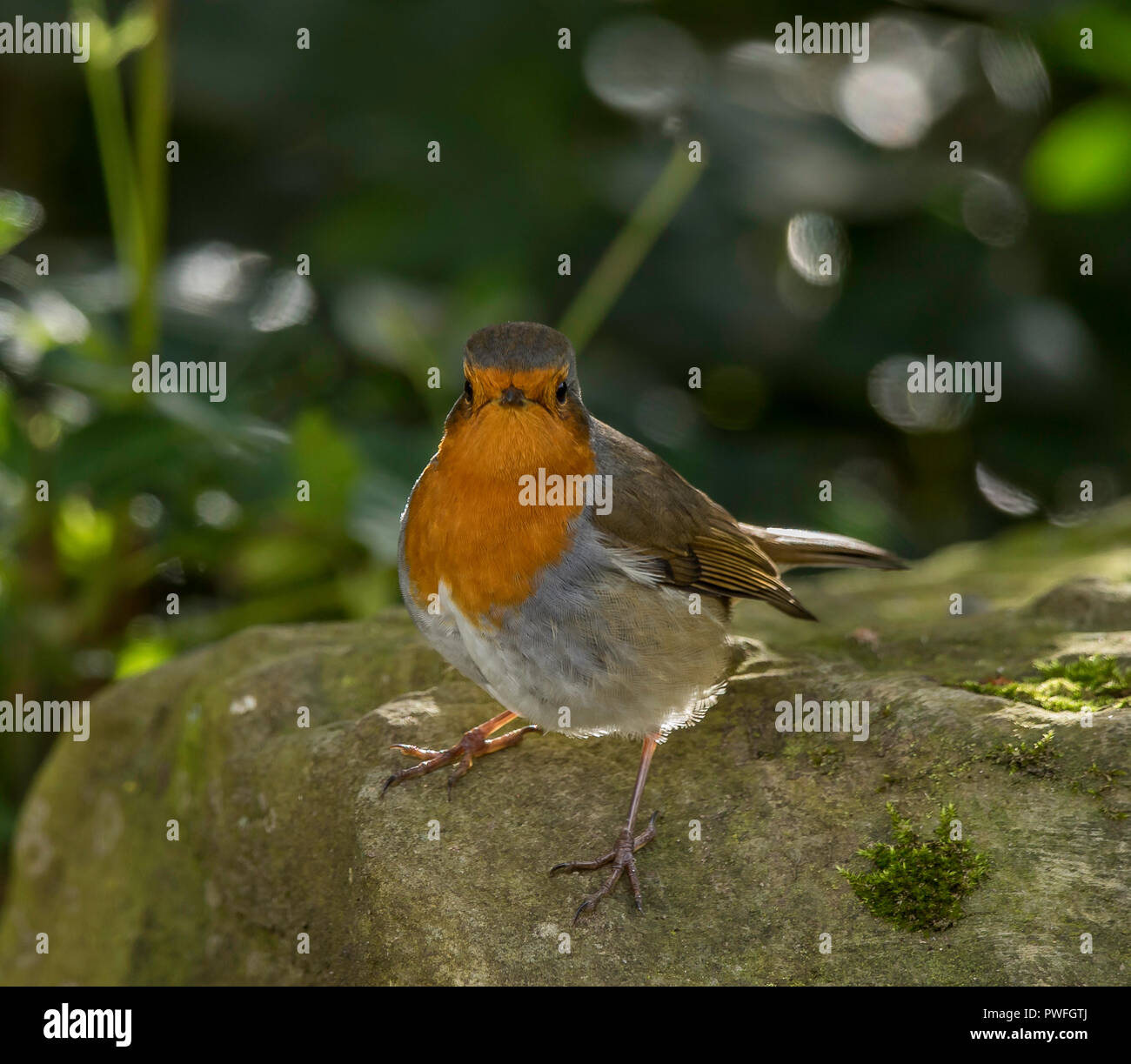 Robin redbreast uk female hi-res stock photography and images - Alamy
