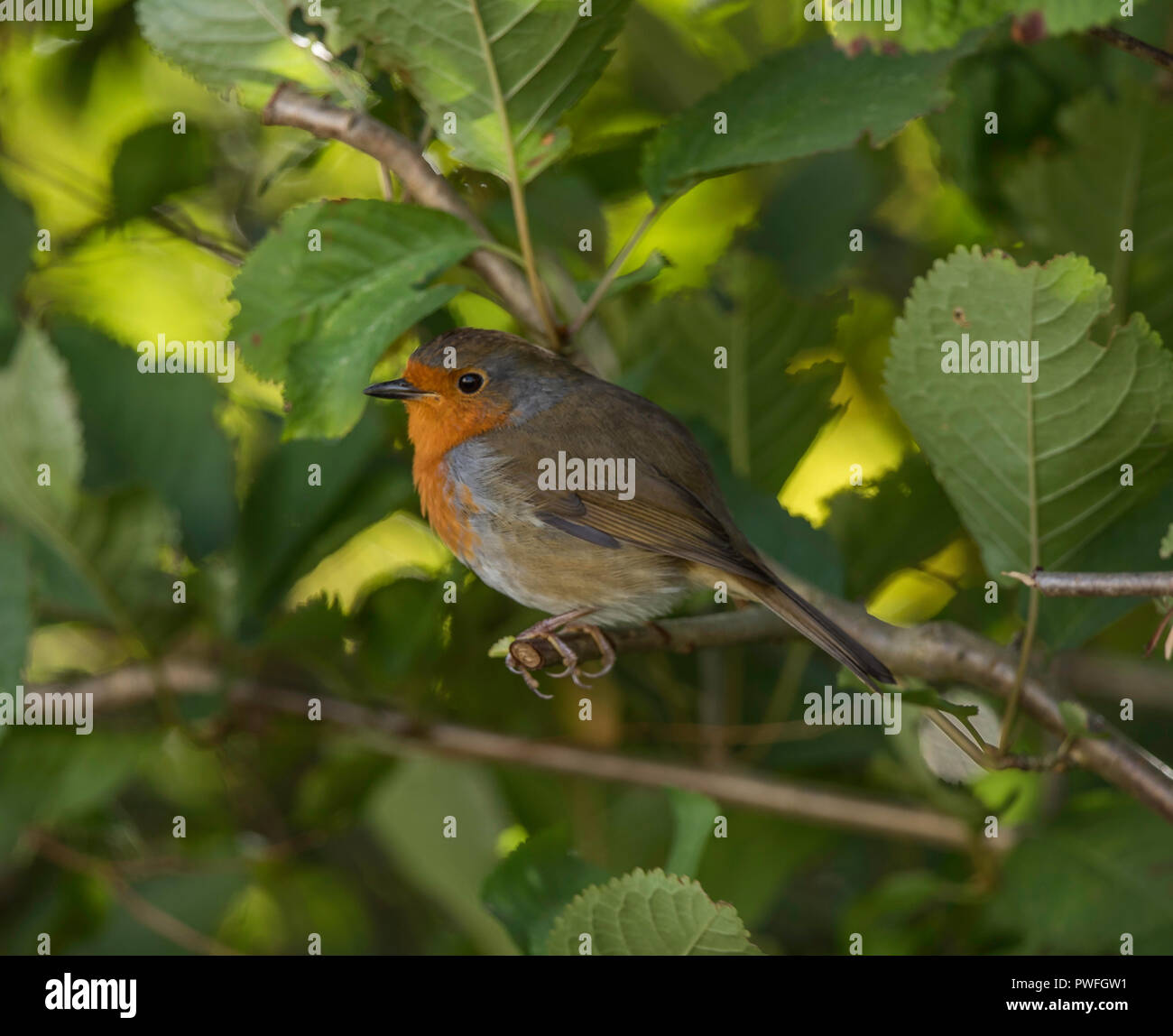 Robin redbreast england female hi-res stock photography and images - Alamy