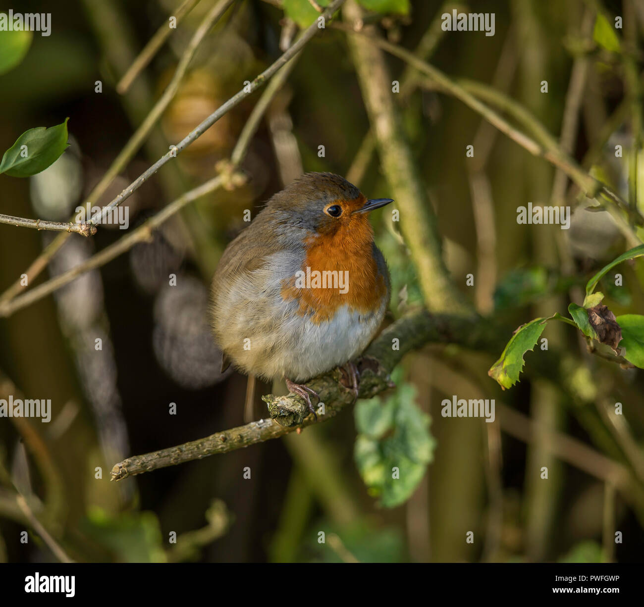 Robin redbreast uk female hi-res stock photography and images - Alamy