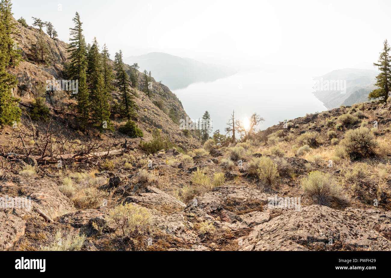 Desert forest hi-res stock photography and images - Alamy