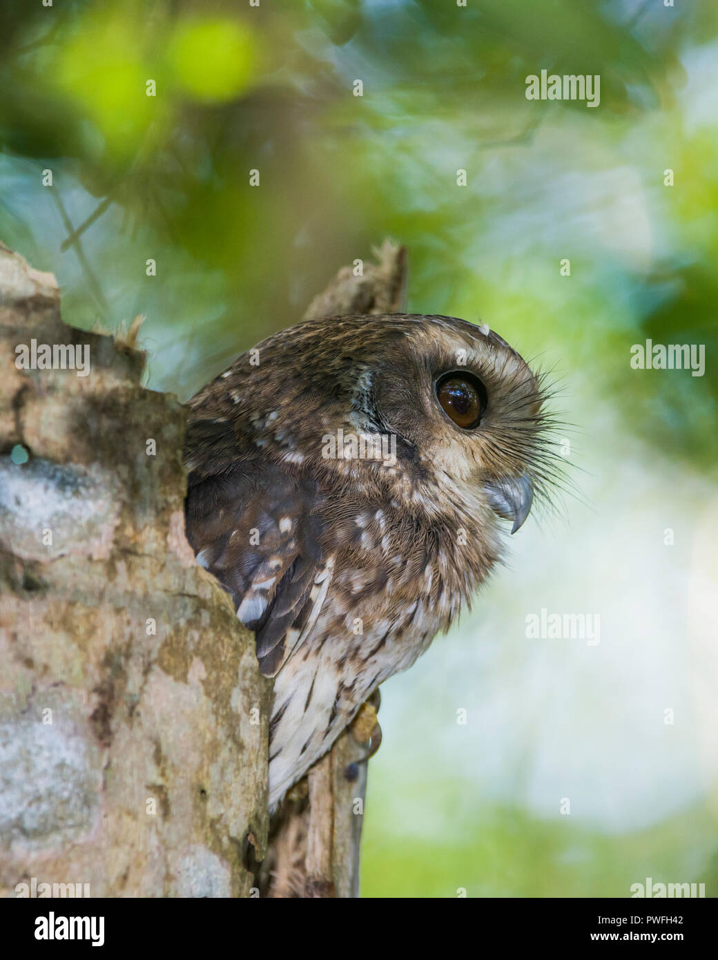 A Cuban Screech Owl (Margarobyas lawrencii) looks out from a roost tree ...