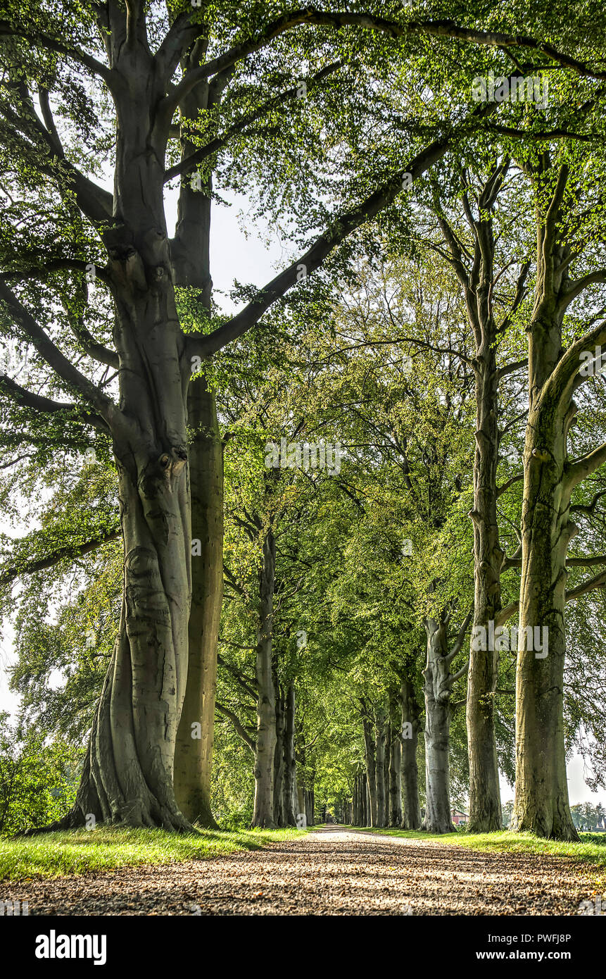 Avenue trees in netherlands hi-res stock photography and images - Alamy