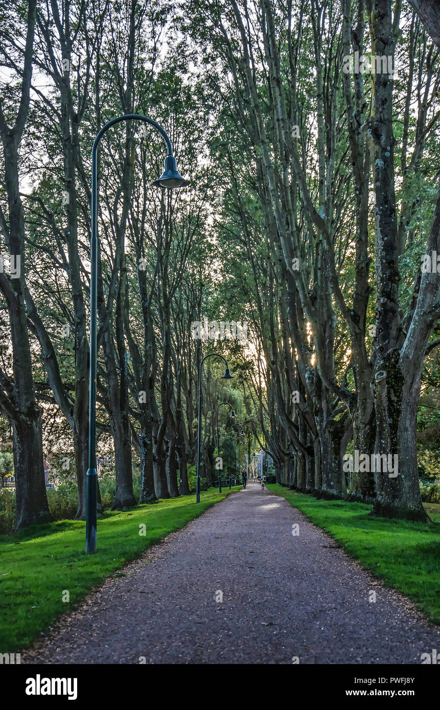 Trees on both sides hi-res stock photography and images - Alamy
