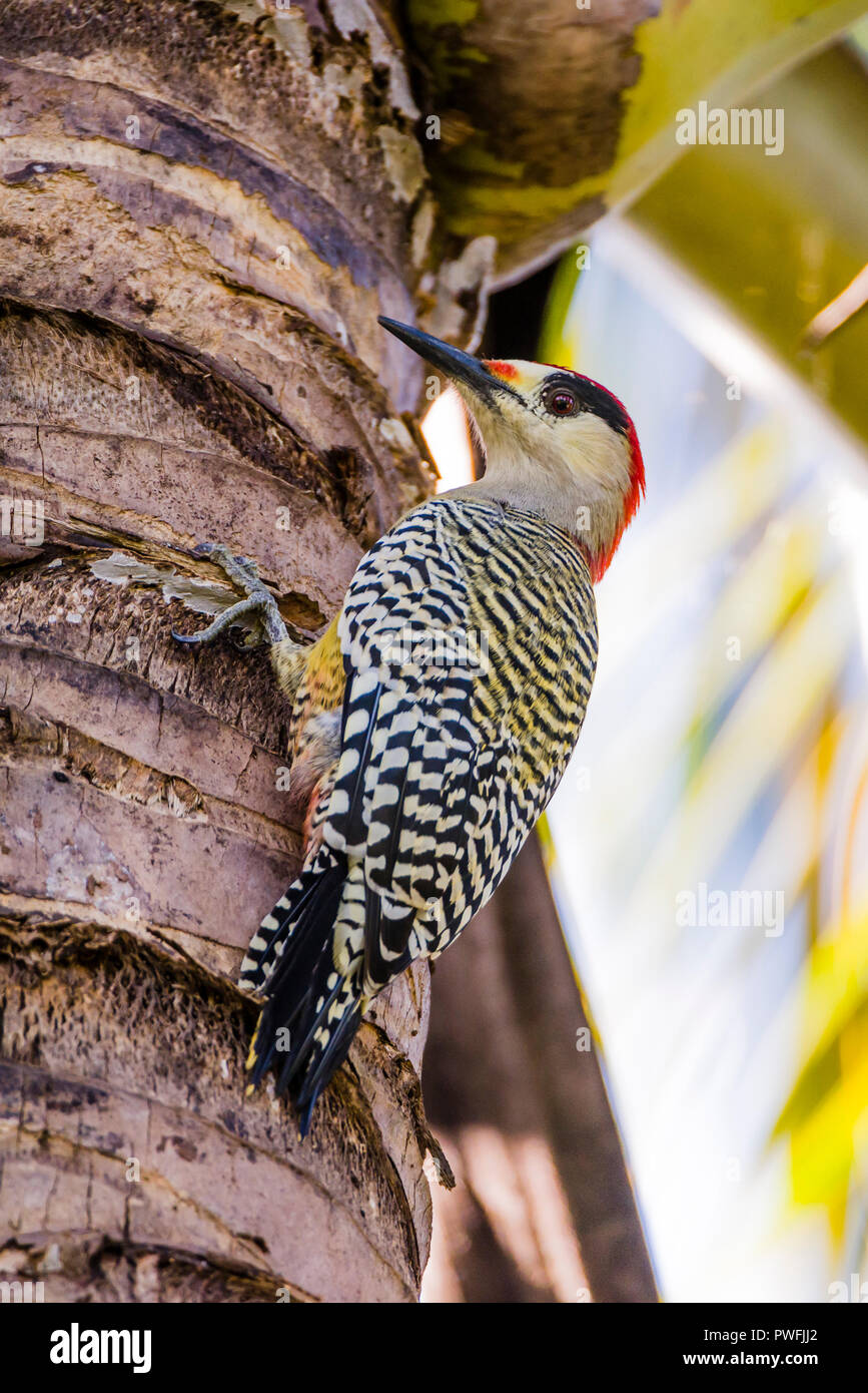 Indian woodpecker hi-res stock photography and images - Alamy