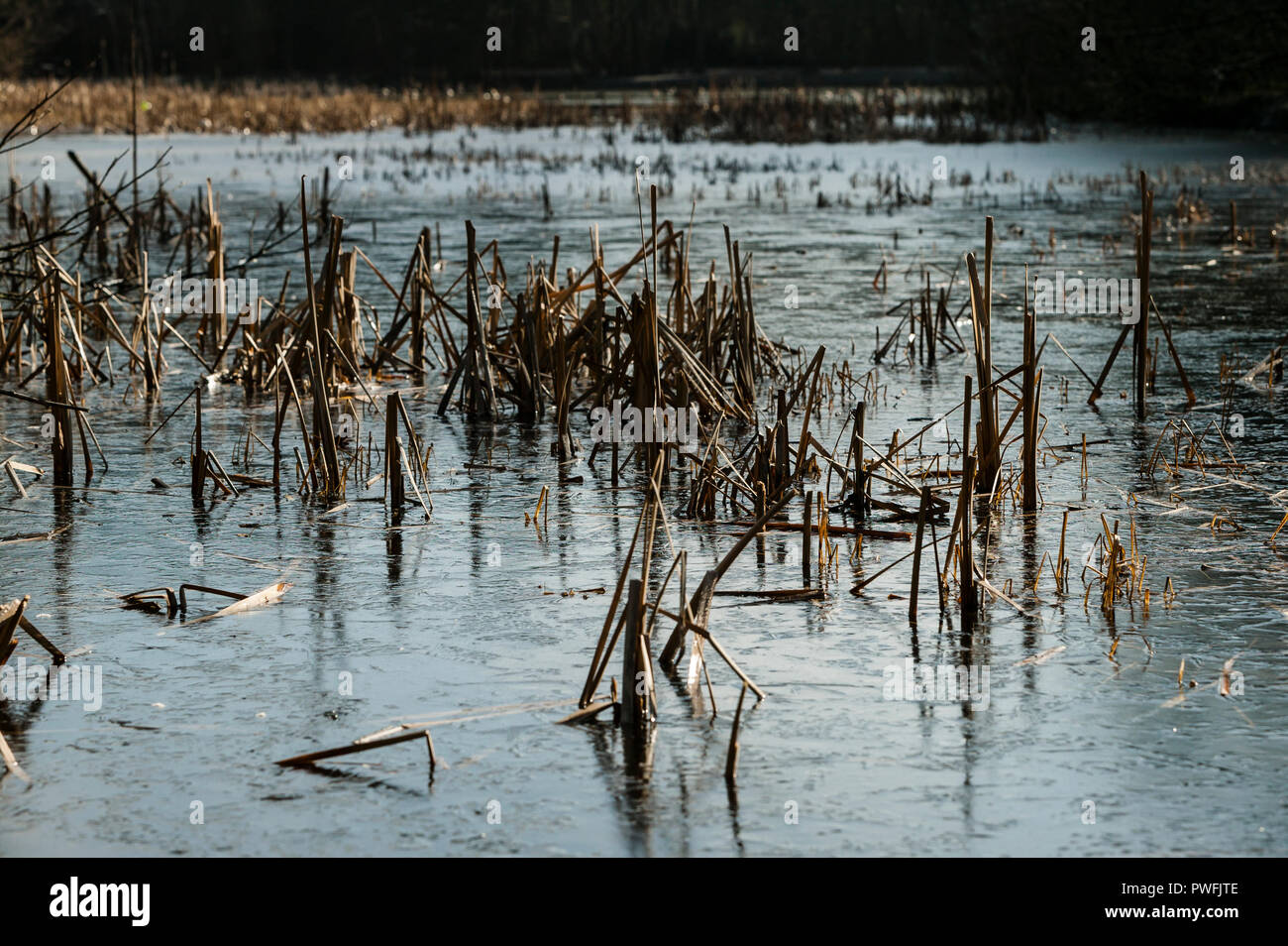 Broken stems hi-res stock photography and images - Alamy