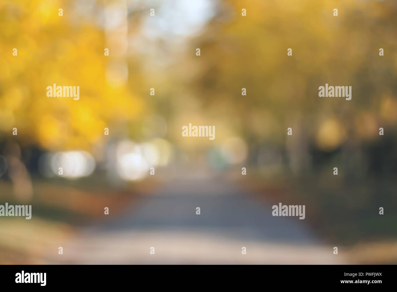 Blurry nature wallpaper. Forest bokeh background. Autumn defocused ...