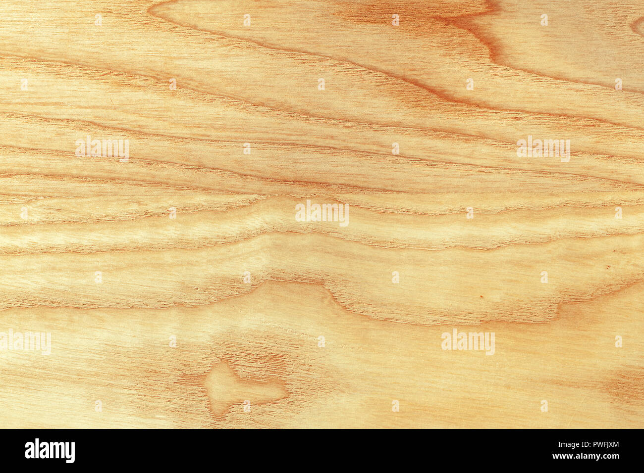 Texture of beech tree texture close-up. Natural wooden background Stock ...