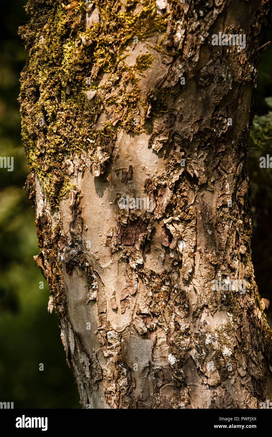 moss growing on a silver birch tree trunk Stock Photo - Alamy