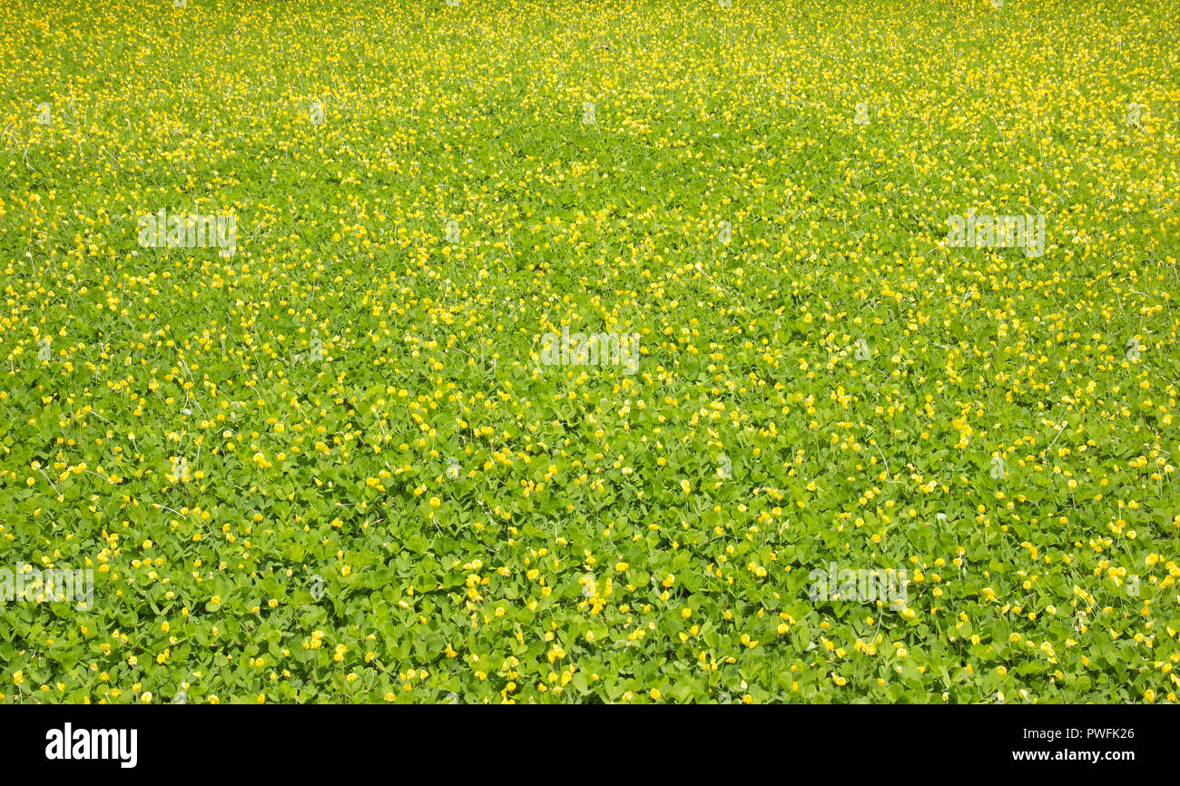 Peanut Plant High Resolution Stock Photography and Images - Alamy