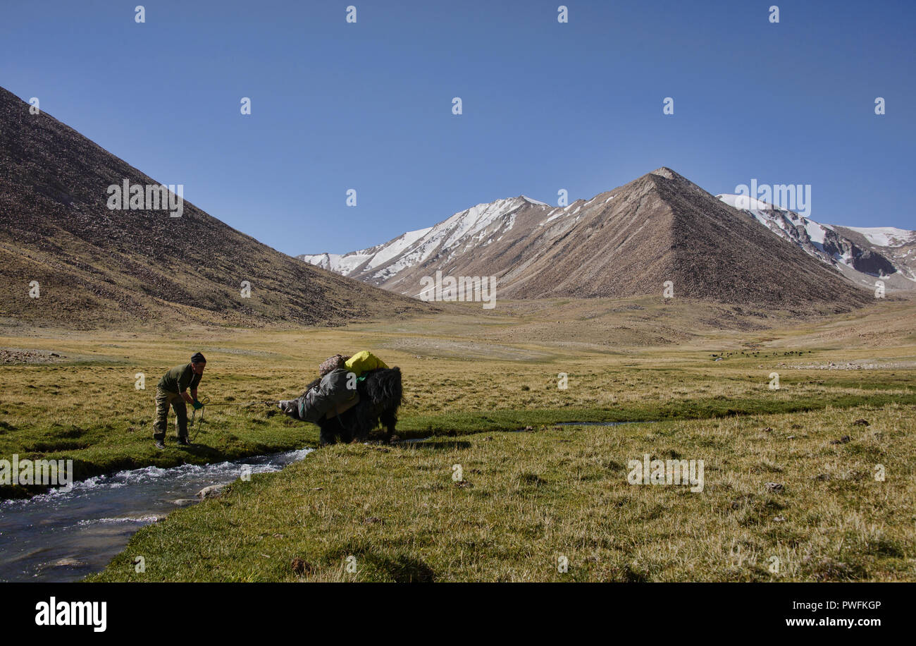Yak trekking to Lake Zorkul, Tajikistan Stock Photo - Alamy