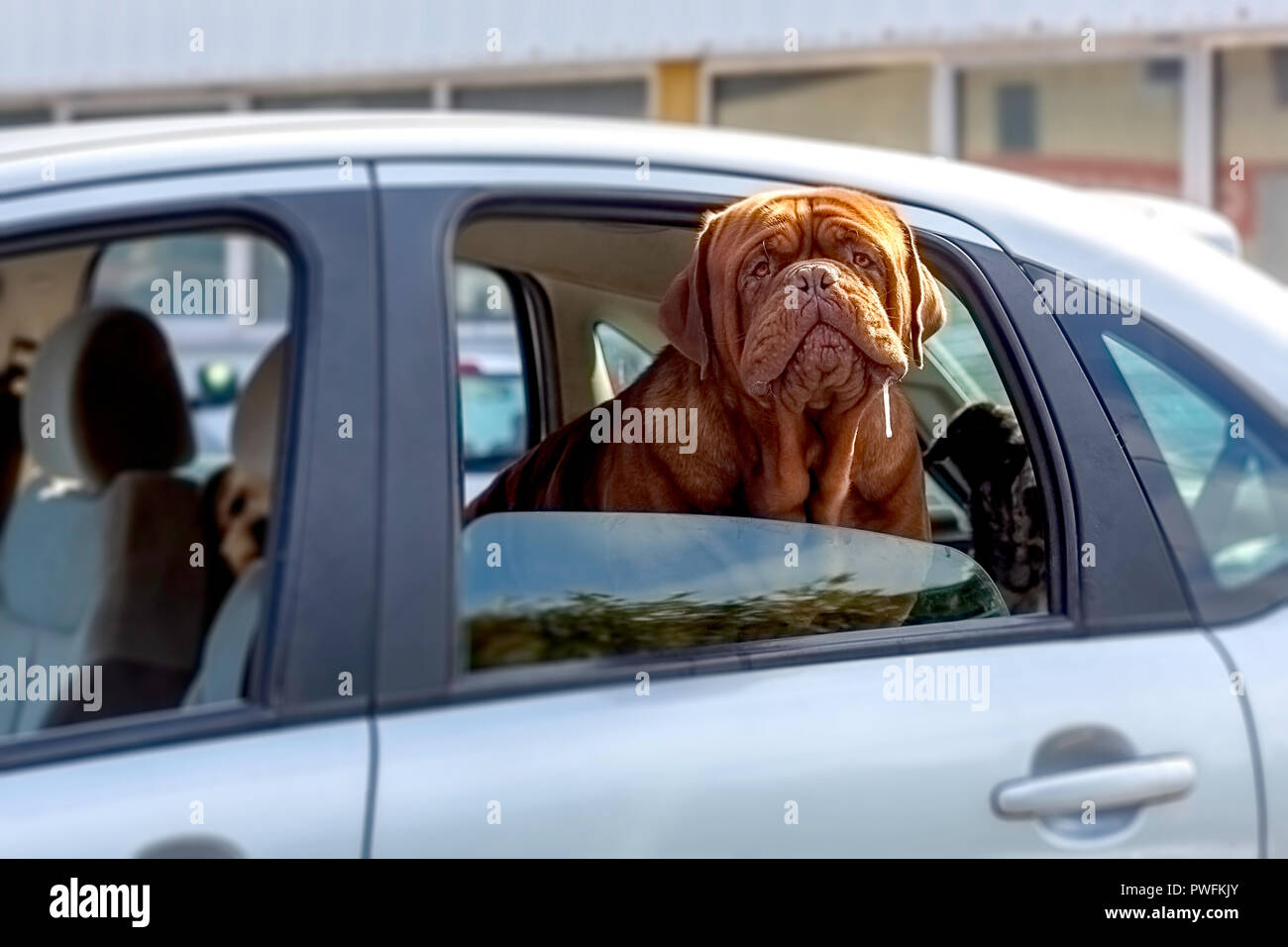 Big dog car hi-res stock photography and images - Alamy