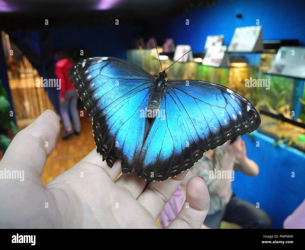 Butterfly on little finger hi-res stock photography and images - Alamy