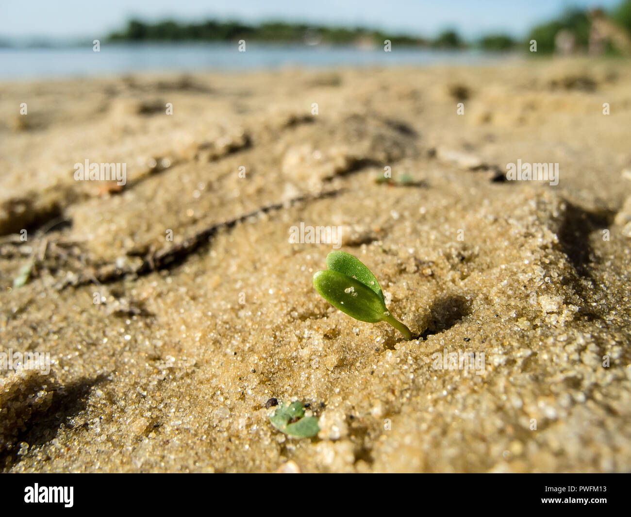 sprout makes its way through the sand Stock Photo - Alamy