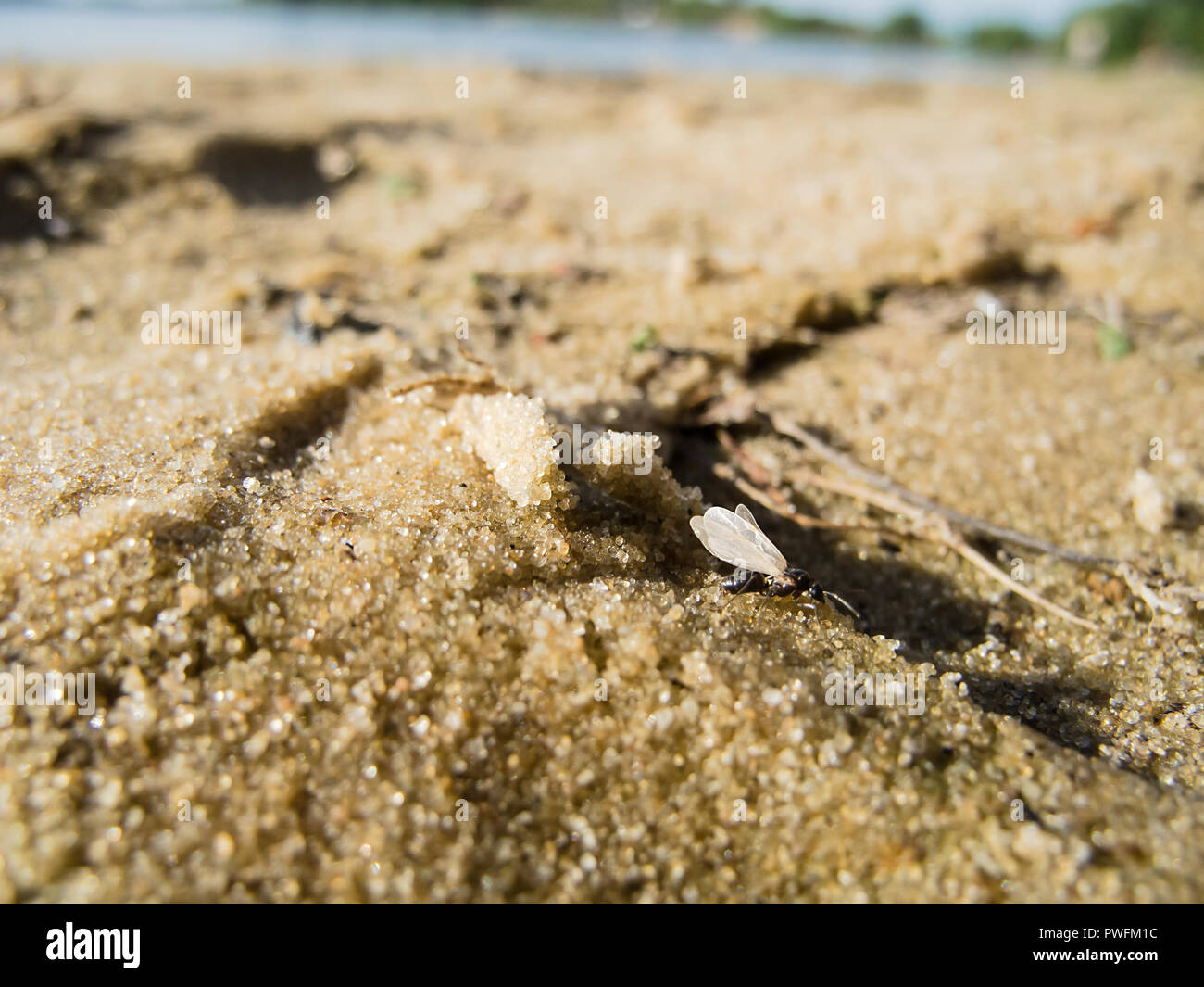Ant on sand hi-res stock photography and images - Alamy