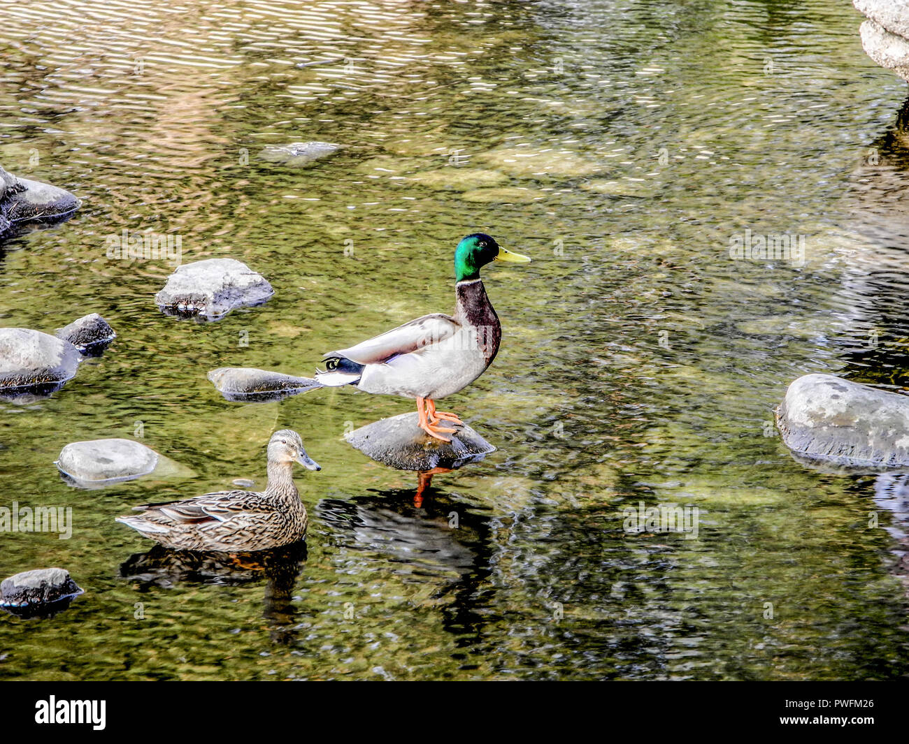 a pair of ducks in the pond Stock Photo - Alamy