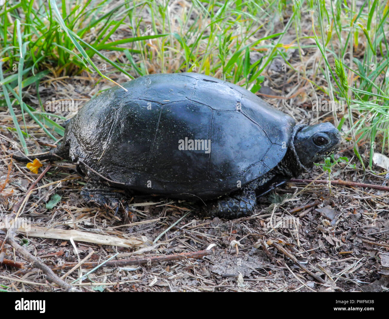 black turtle on the ground. Grass background Stock Photo - Alamy