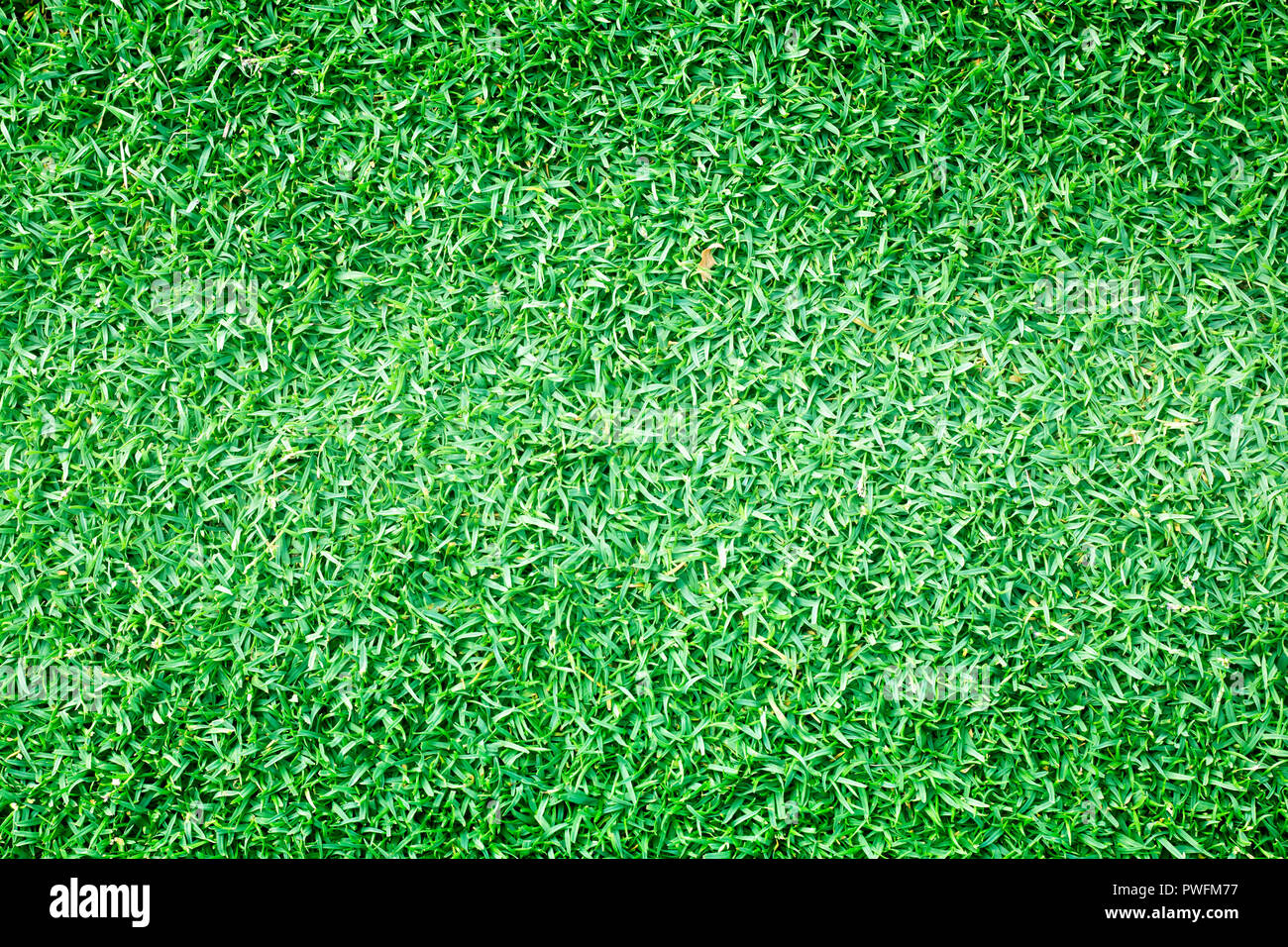 grass background Golf Courses green lawn pattern textured background ...