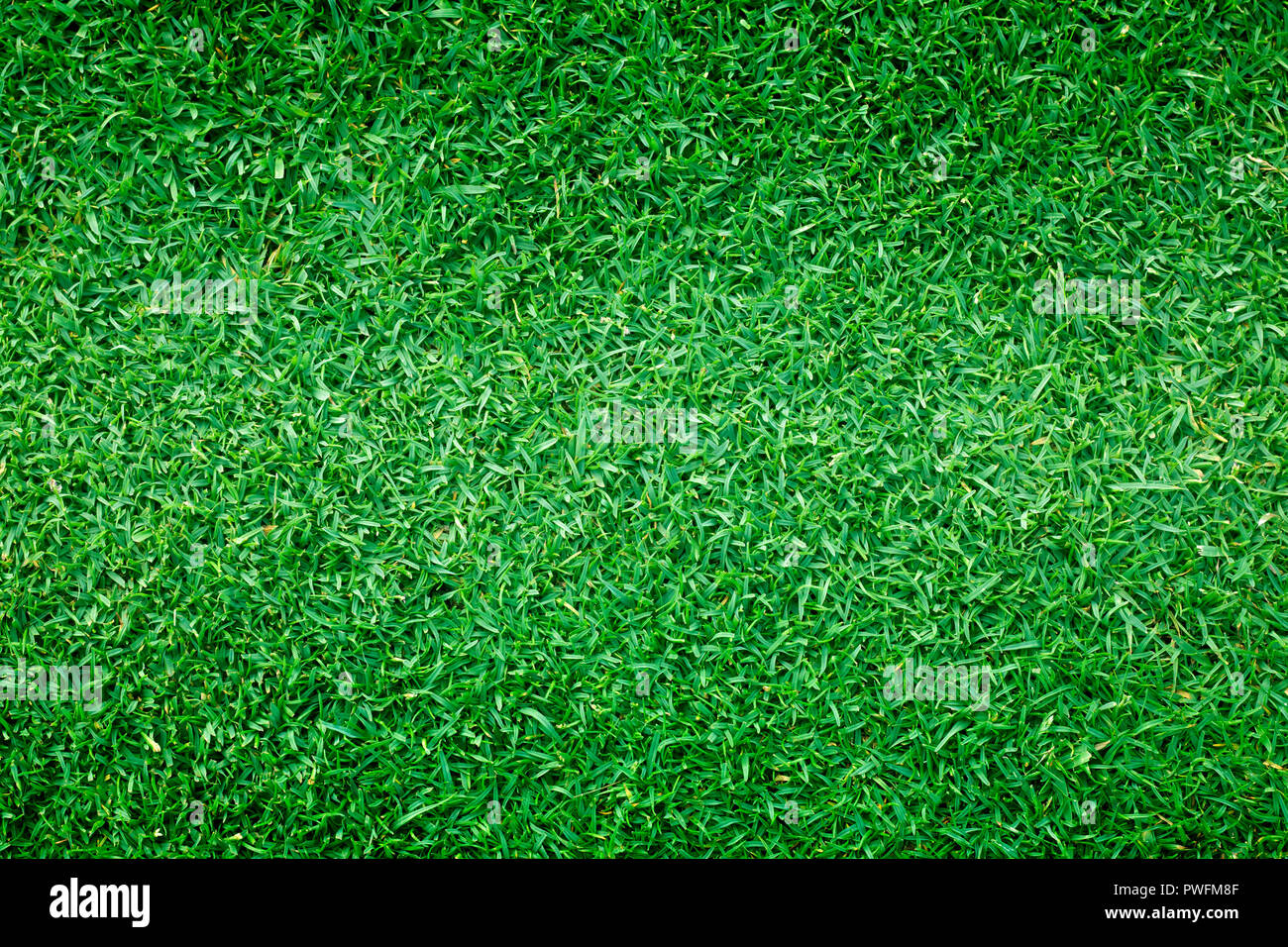 grass background Golf Courses green lawn pattern textured background ...