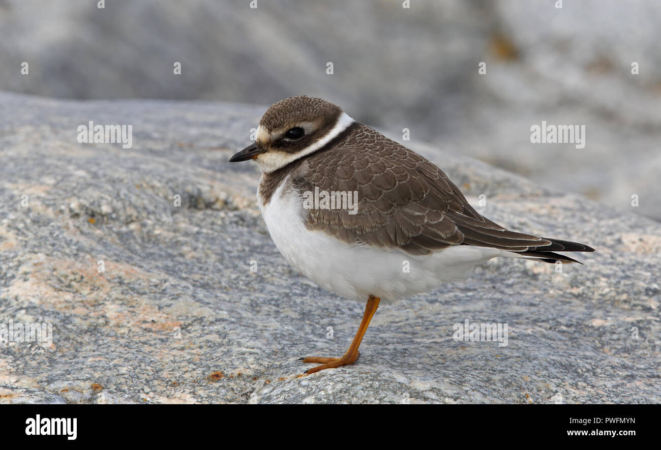 Young Common ringed plover (Charadrius hiaticula Stock Photo - Alamy