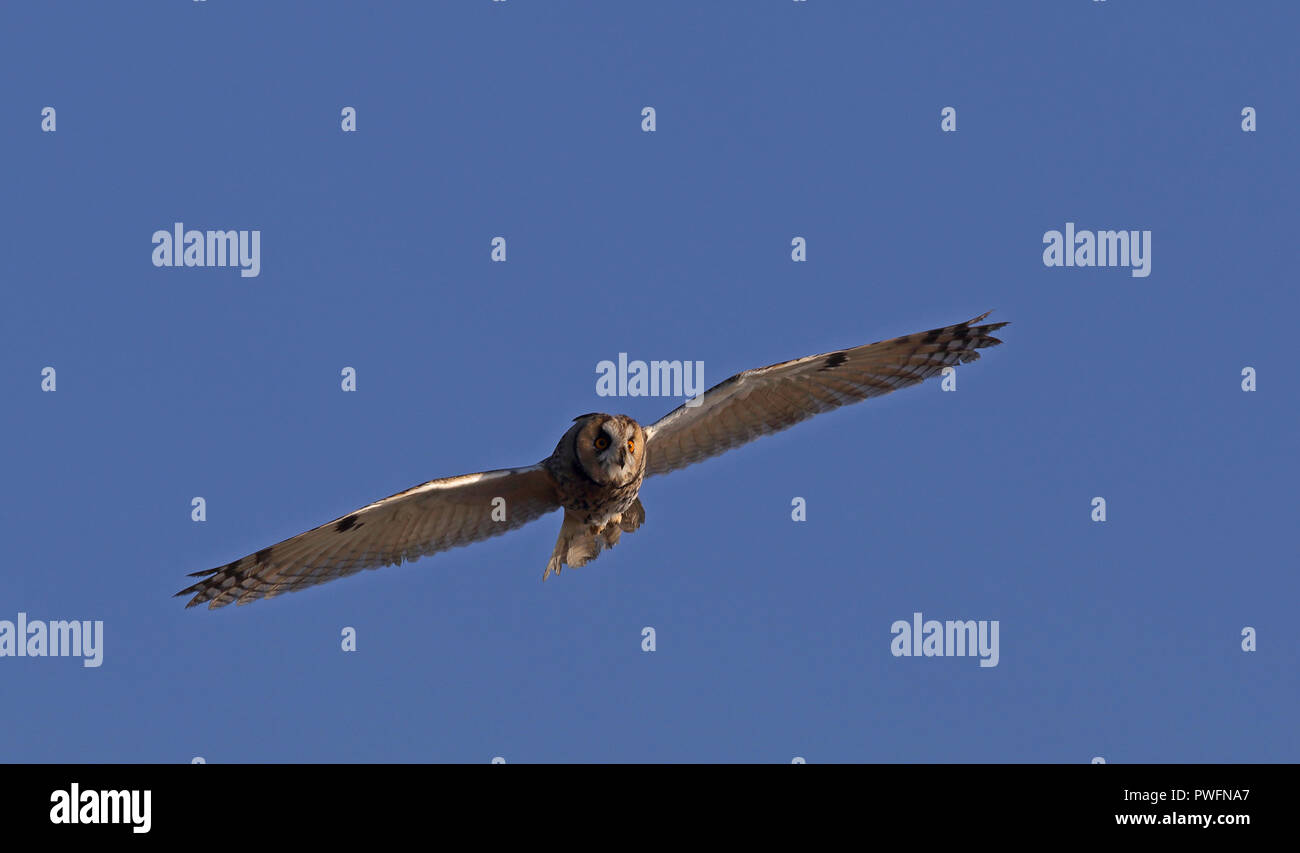 Long-eared owl / Flying owl Stock Photo - Alamy