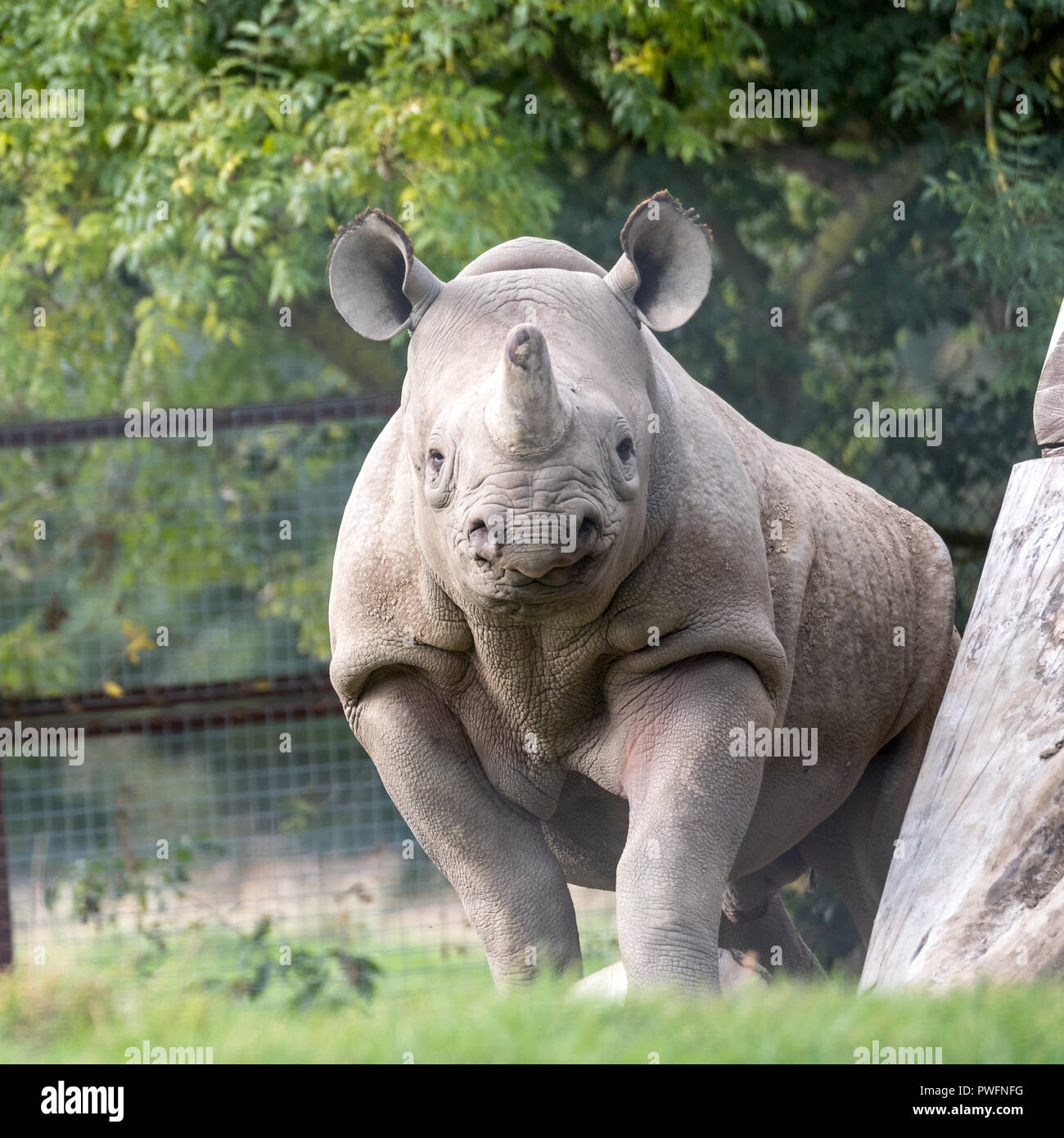 East African black rhinoceros looking into camera. Photographed at Port ...