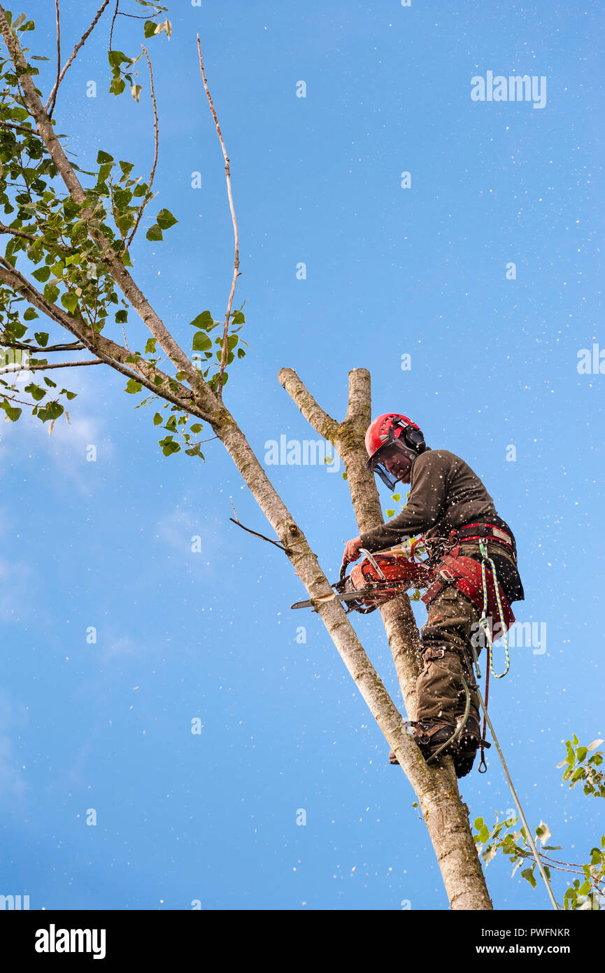 UK. A tree surgeon (arborist) at work felling a poplar tree Stock Photo ...