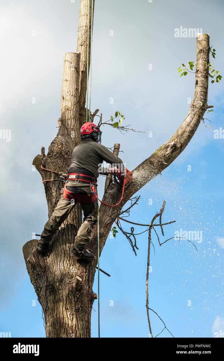 UK. A tree surgeon (arborist) at work felling a poplar tree Stock Photo ...