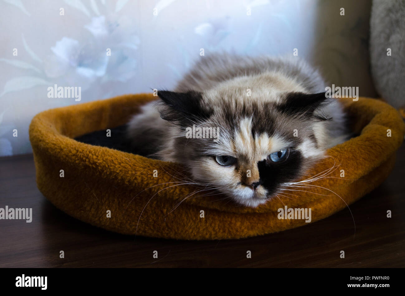 Butiful pet cat looks at flowers closeup Stock Photo - Alamy