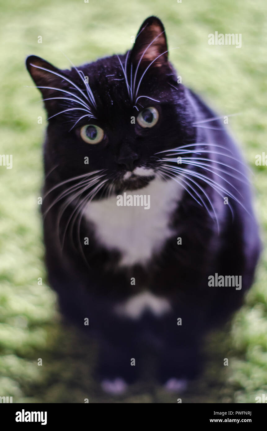 Cat with green eyes looks at camera closeup Stock Photo - Alamy